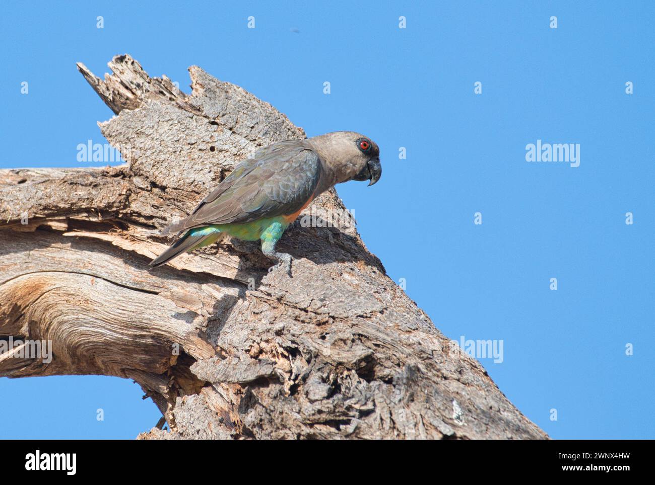 African orange-bellied parrot (Poicephalus rufiventris), adult male ...