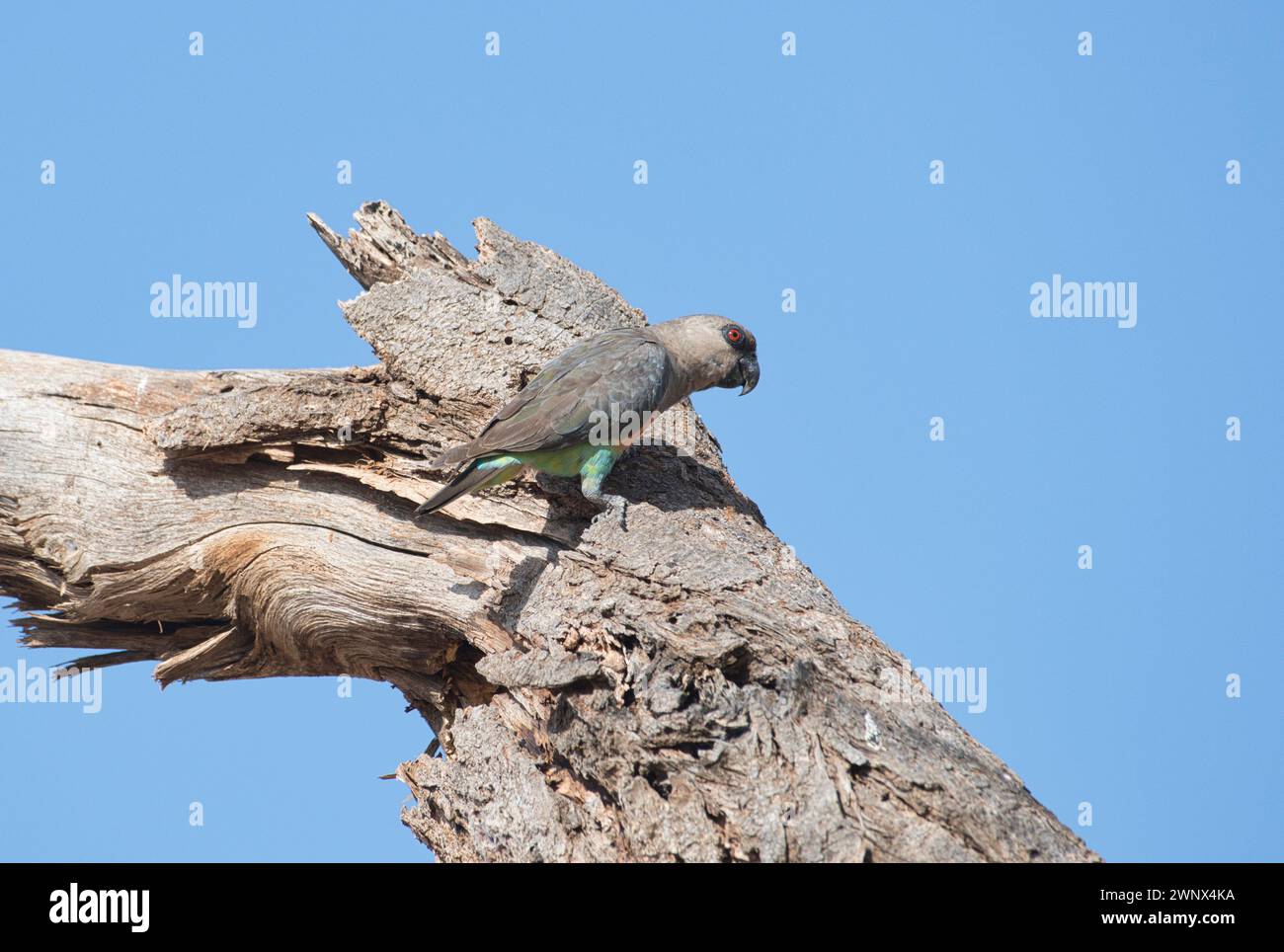 African orange-bellied parrot (Poicephalus rufiventris), adult male ...
