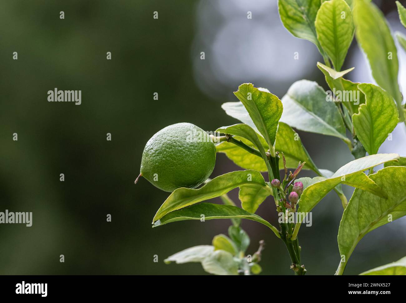 Citrus aurantiifolia, green lime lemon handing on a bush branch. Lime ...