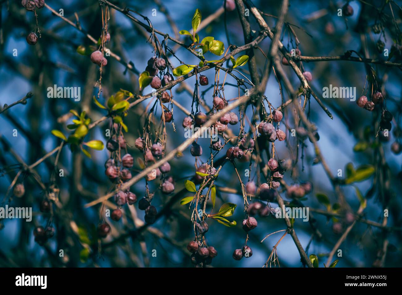 Mayflower tree hi-res stock photography and images - Alamy