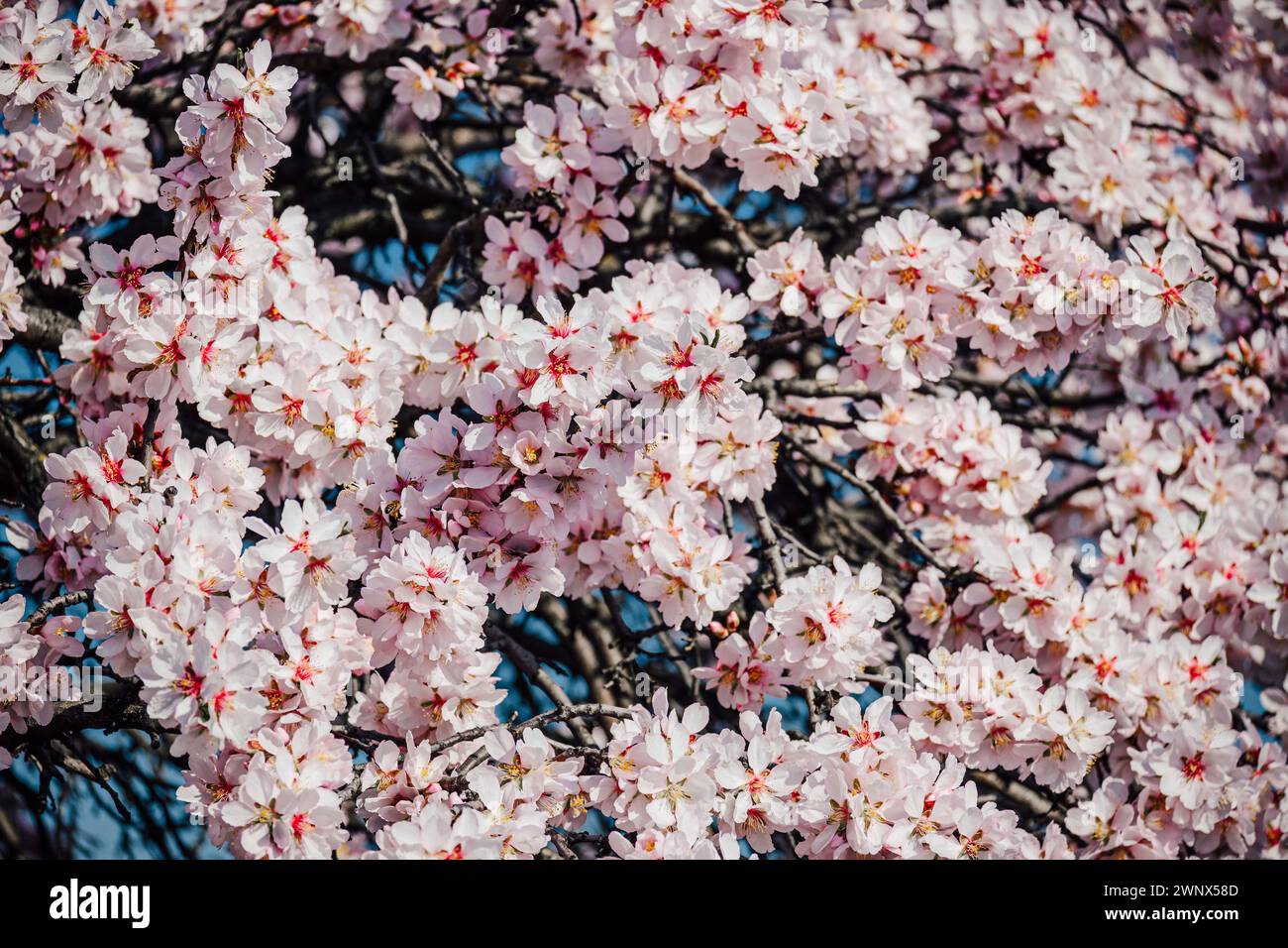 Flowering almond tree in early spring, Gellért Hill, Budapest, Hungary ...