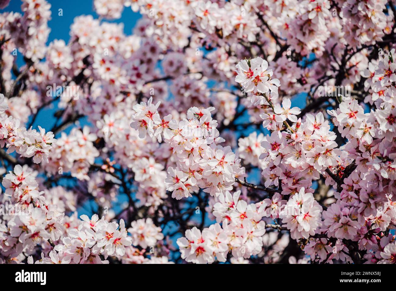 Flowering almond tree in early spring, Gellért Hill, Budapest, Hungary ...