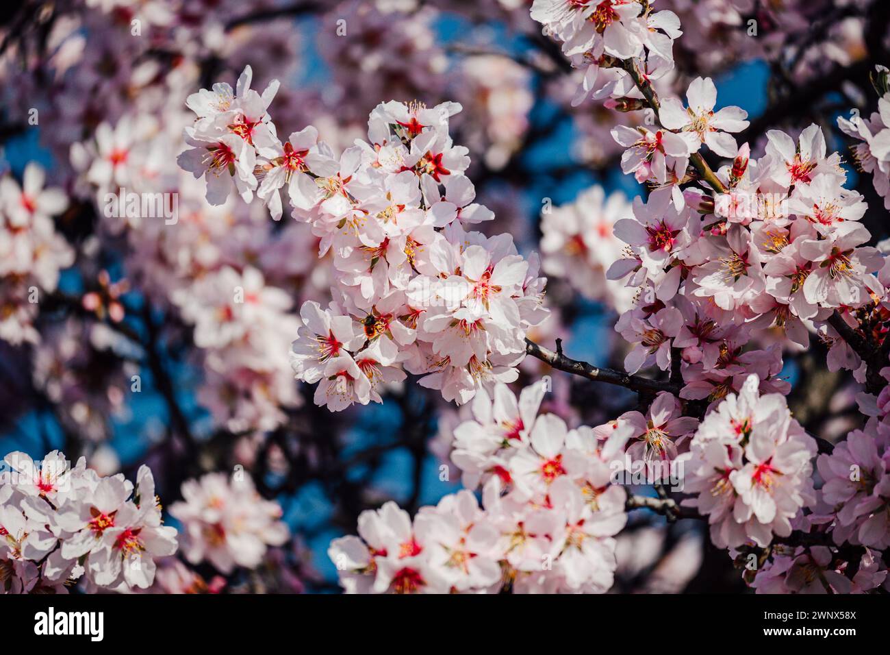 Flowering almond tree in early spring, Gellért Hill, Budapest, Hungary ...