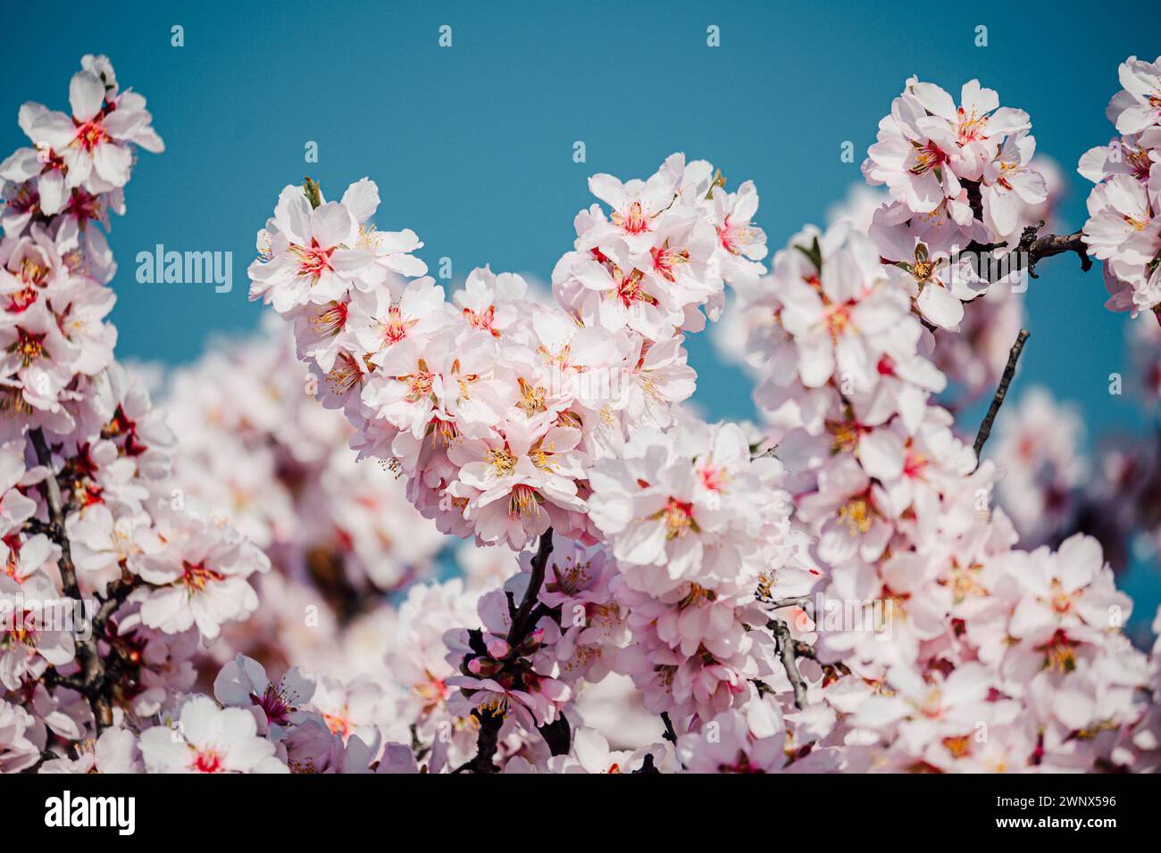 Flowering almond tree in early spring, Gellért Hill, Budapest, Hungary ...