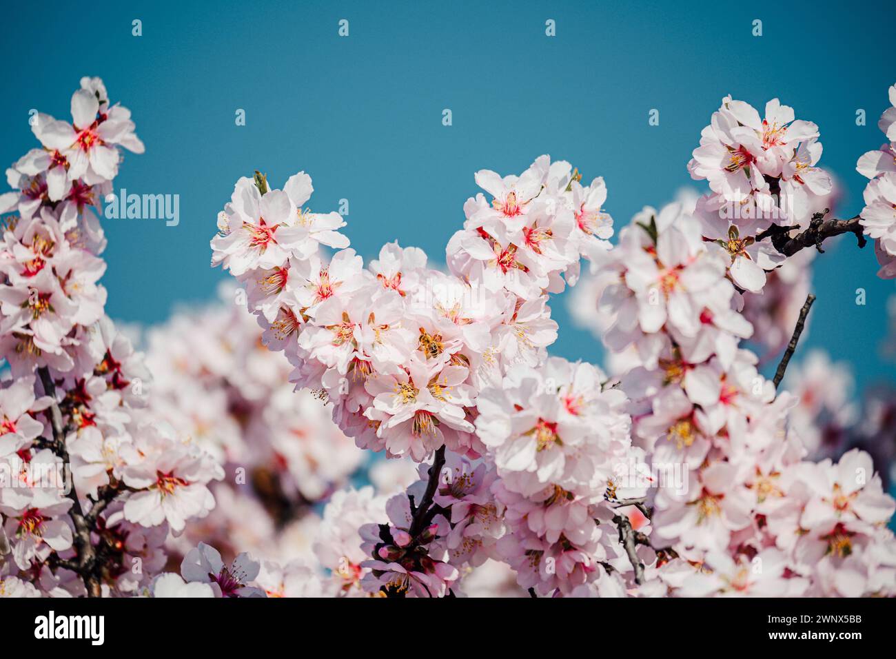 Japanese almond tree hi-res stock photography and images - Alamy