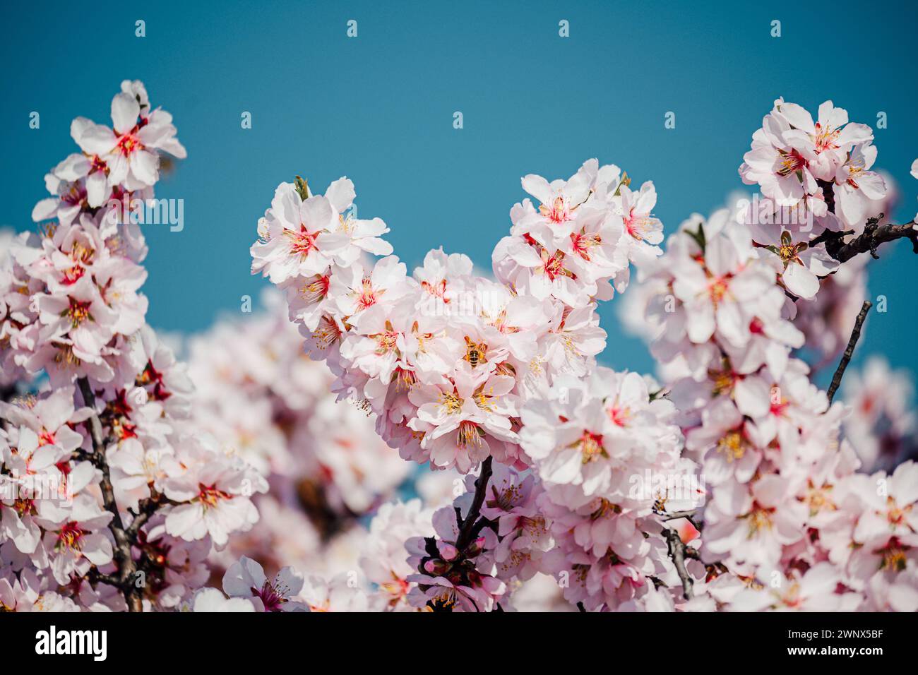 Flowering almond tree in early spring, Gellért Hill, Budapest, Hungary ...