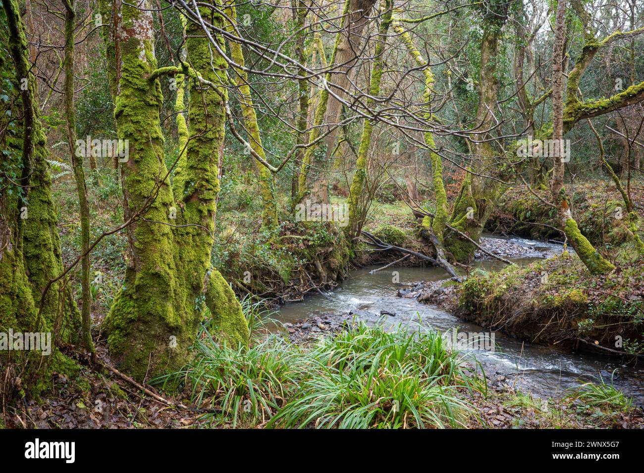 Millook Water winding through temperate rainforest, Cornwall UK Stock ...