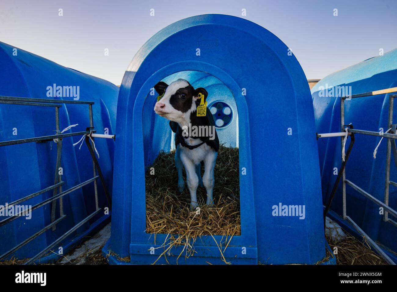Calf house hi-res stock photography and images - Alamy