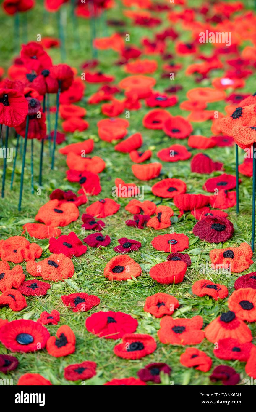 close up of bright red poppies on stalks. artificial poppy flowers on ...
