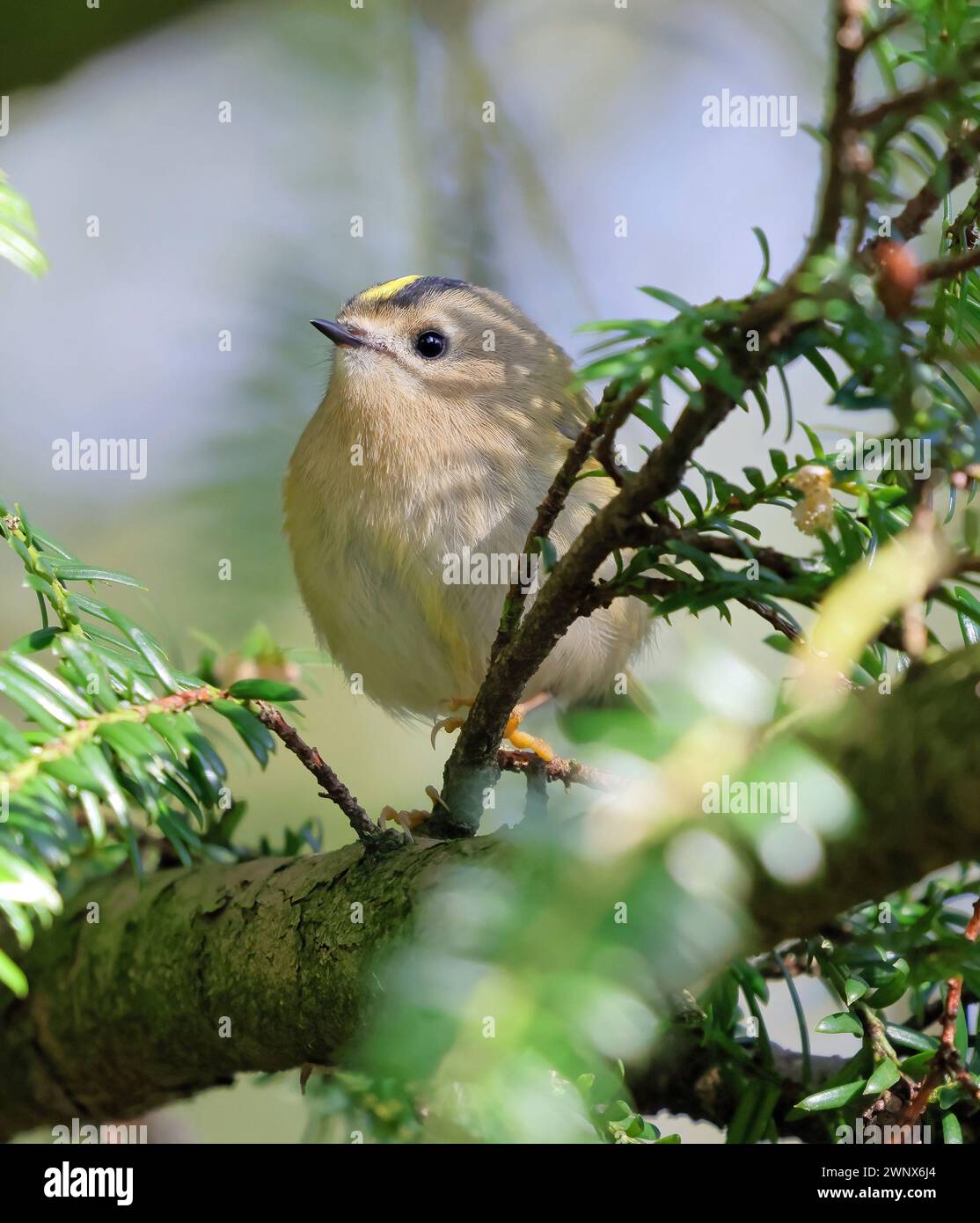 Uk goldcrest wales hi-res stock photography and images - Alamy