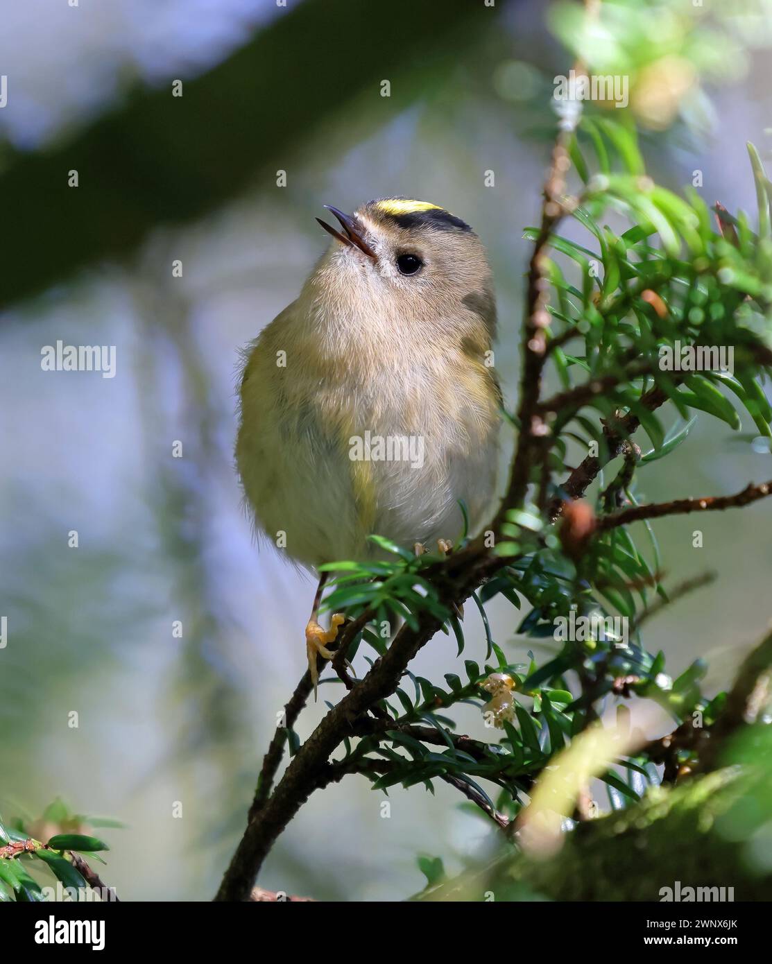 Goldcrest (Regulus Regulus Stock Photo - Alamy