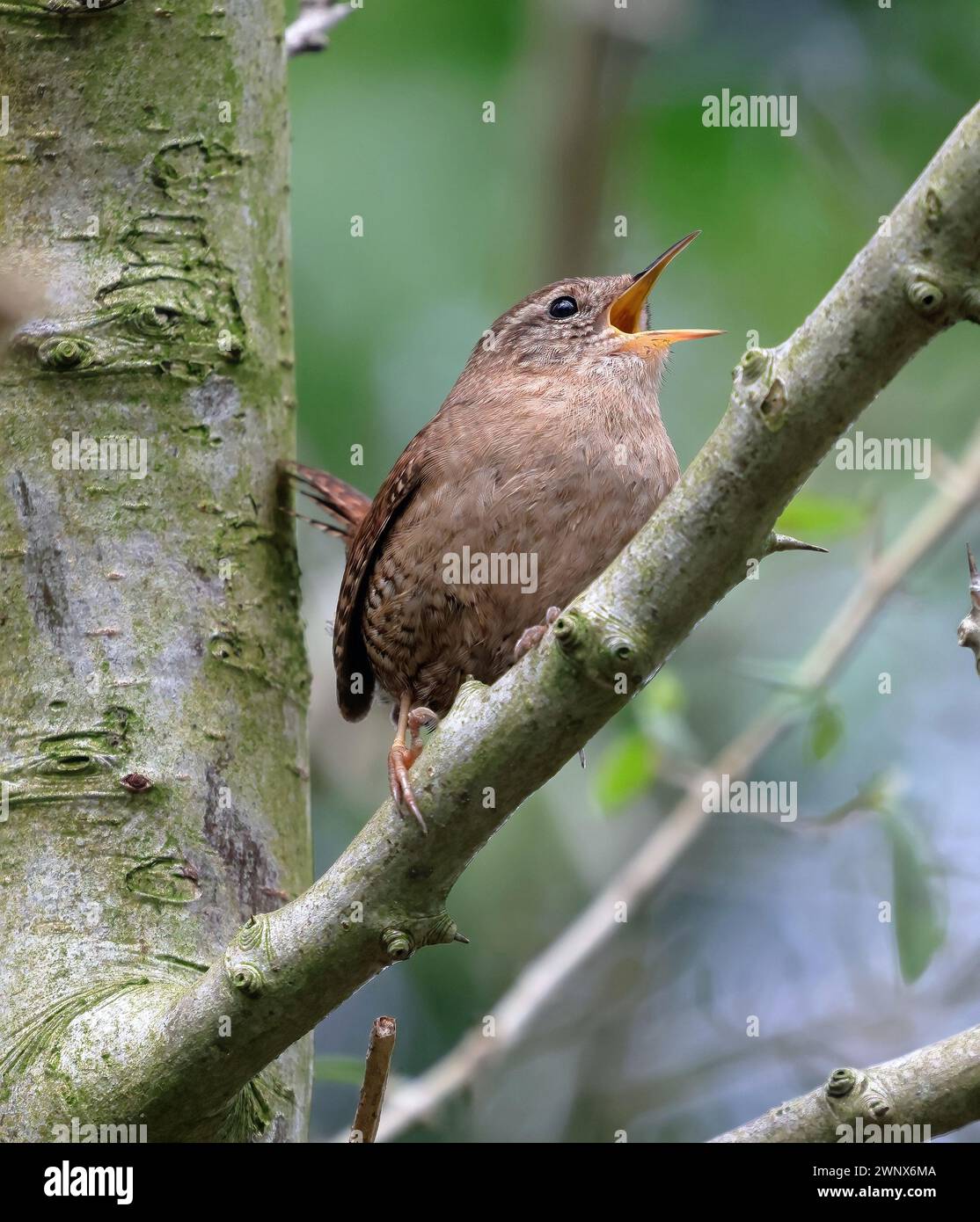 European Wren (Troglodytes Troglodytes Stock Photo - Alamy