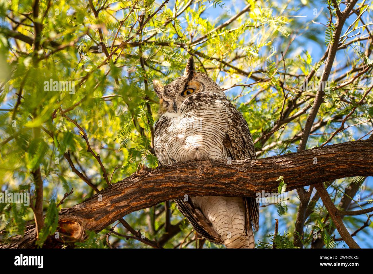 Great Horned Owl in a tree Stock Photo - Alamy