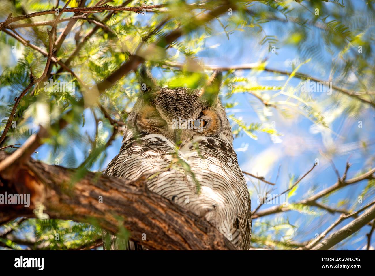 Great Horned Owl in a tree Stock Photo - Alamy