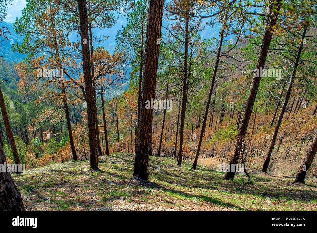 Tehri lake surrounded by mountains in Uttarakhand, india, Tehri Lake is ...