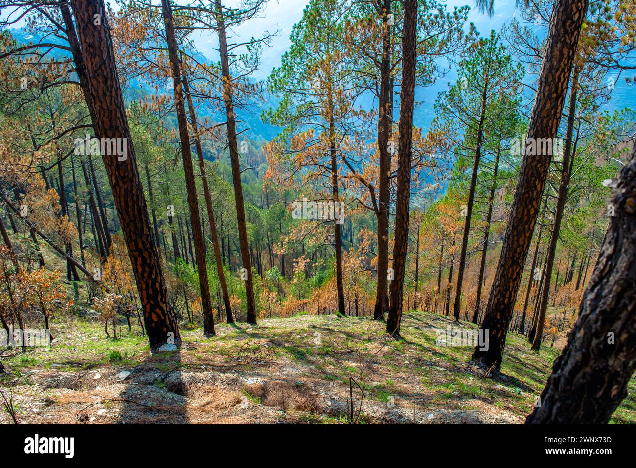 Tehri lake surrounded by mountains in Uttarakhand, india, Tehri Lake is ...