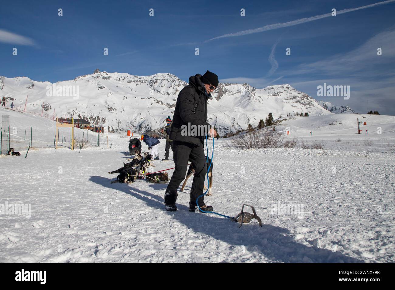 Mont-Cenis, France, Jan 14, 2024: Man takes care of a dog team resting ...