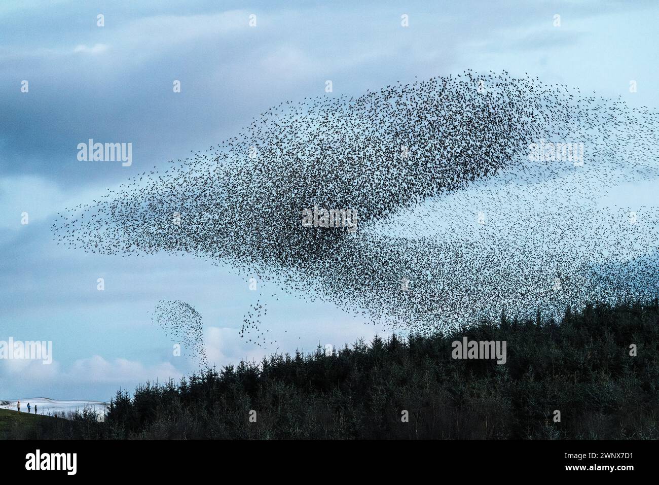 Welsh starling murmuration hi-res stock photography and images - Alamy