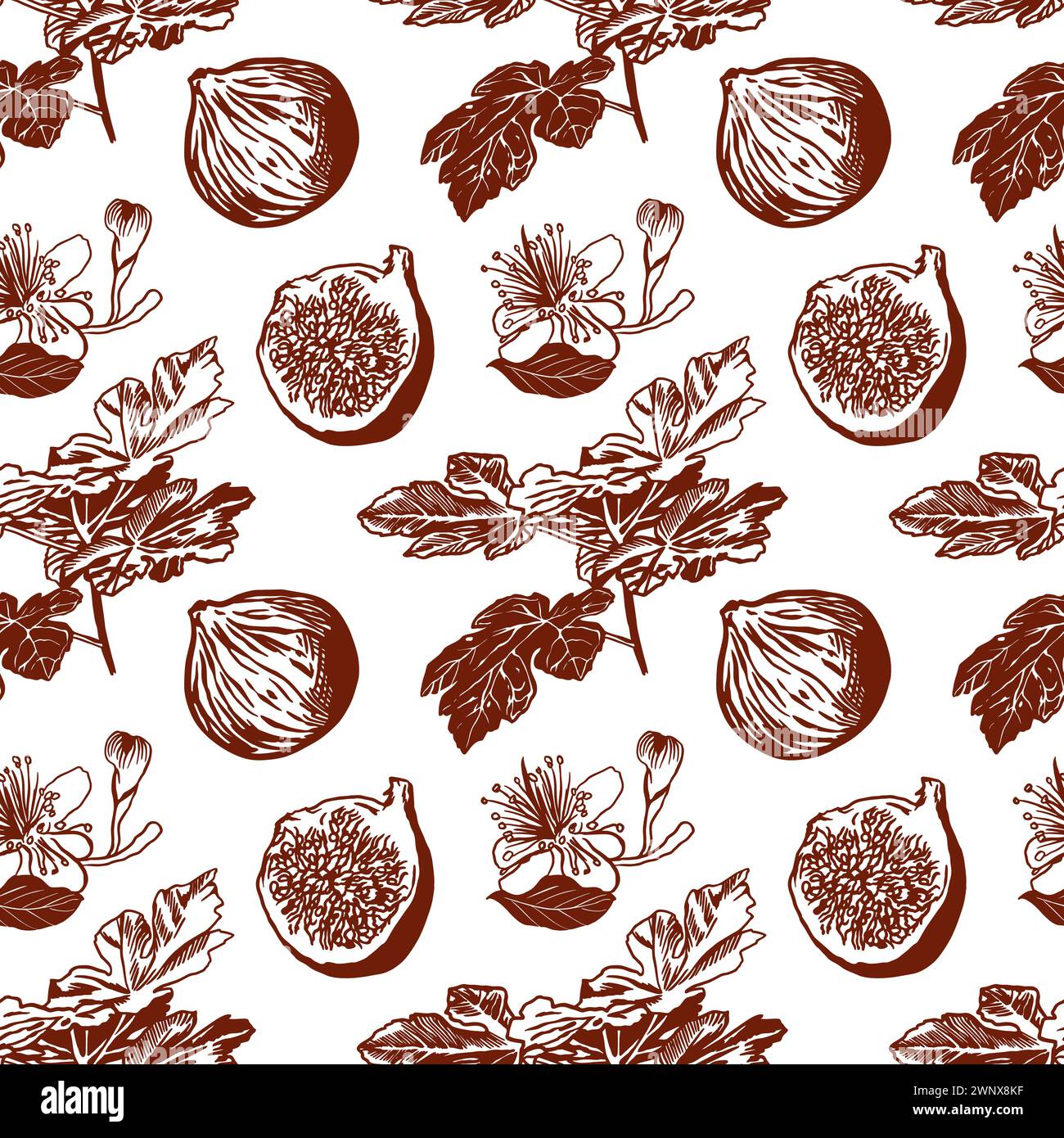 Fruit of fig tree Stock Vector Images - Alamy