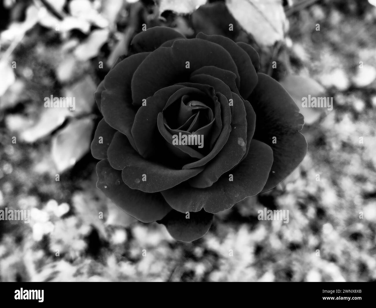 Gold factory background Black and White Stock Photos & Images - Alamy