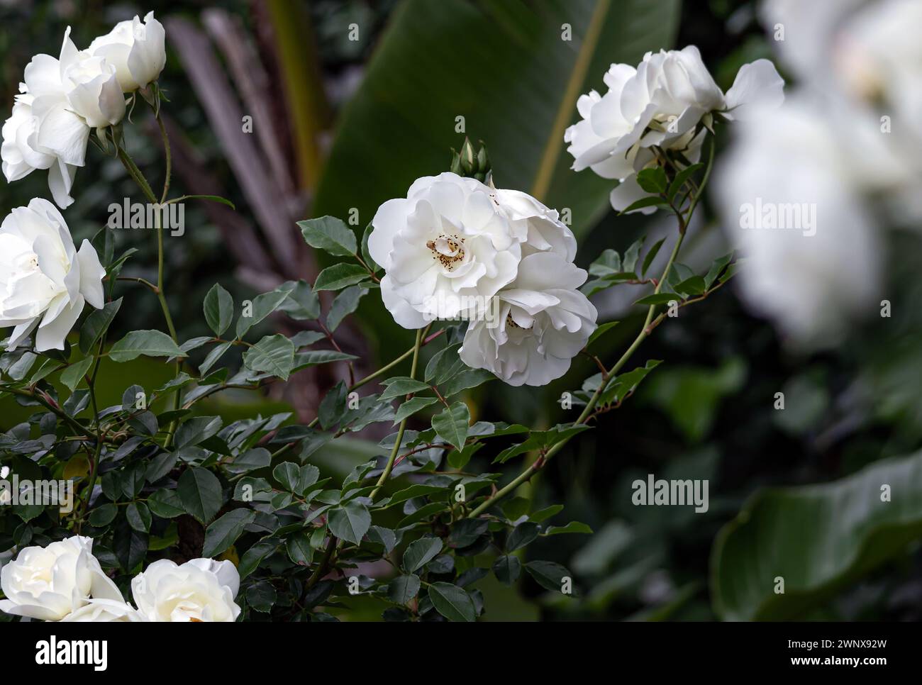 botany background, white flowers Iceberg roses bush wallpaper ...