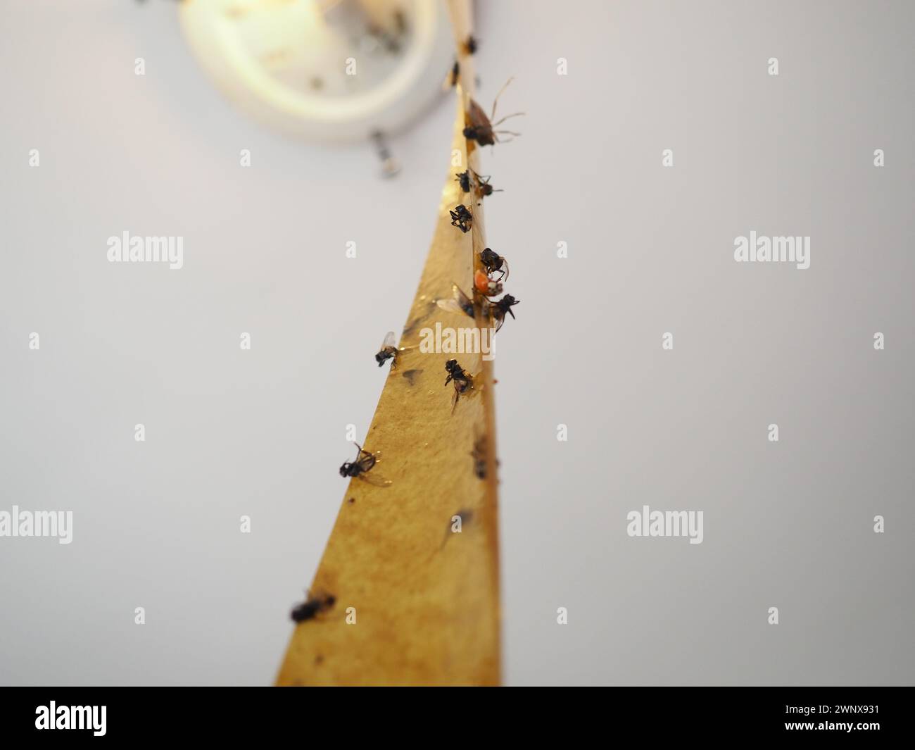 Suspended adhesive trap hi-res stock photography and images - Alamy