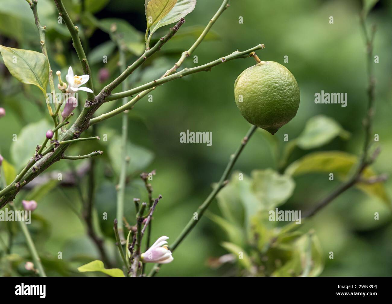 Lemon tree flowers hi-res stock photography and images - Alamy