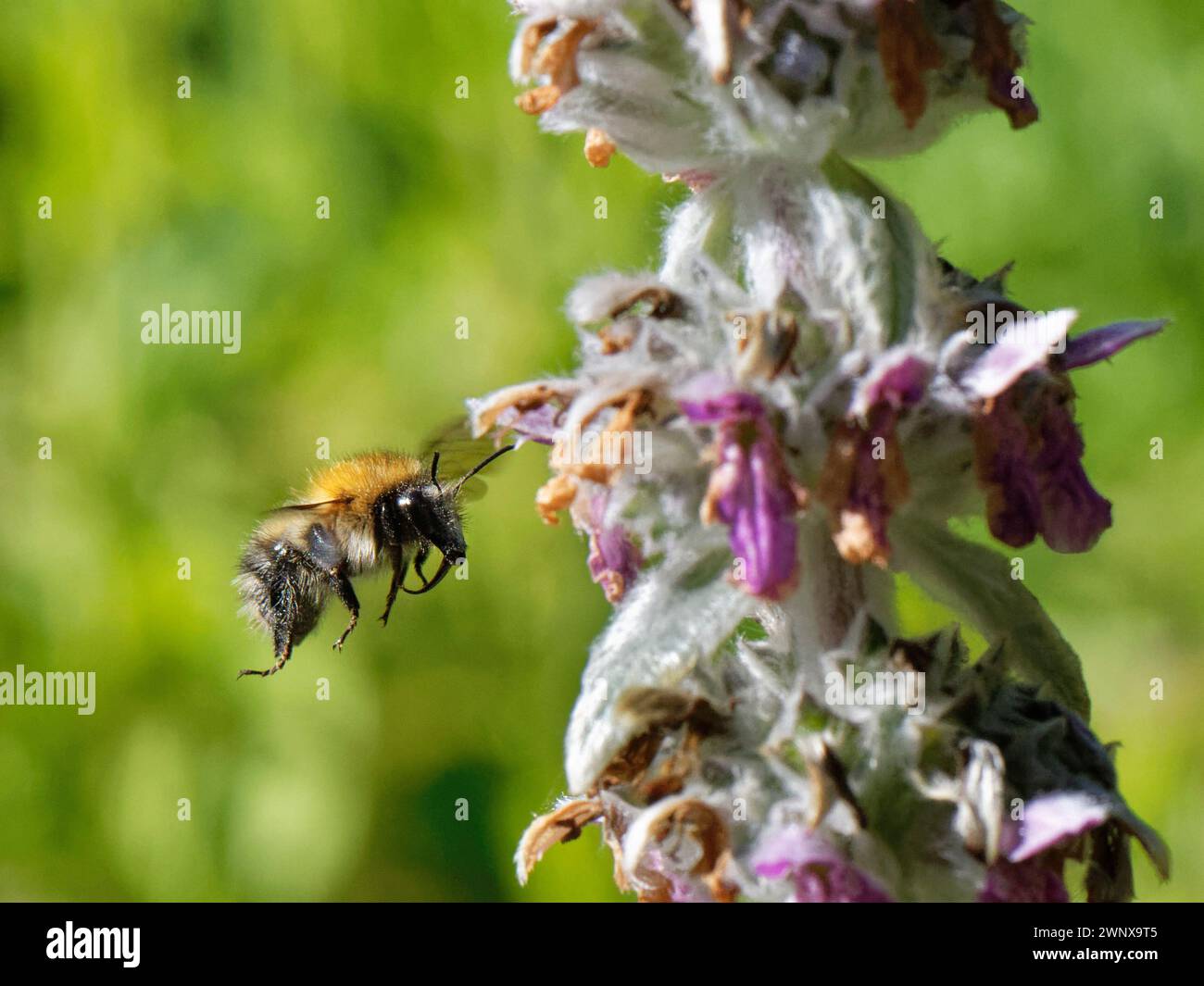 Common carder bee (Bombus pascuorum) flying to Lamb’s ear (Stachys ...