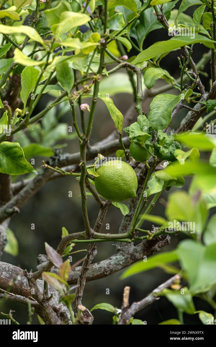 Lemon plantation hi-res stock photography and images - Alamy