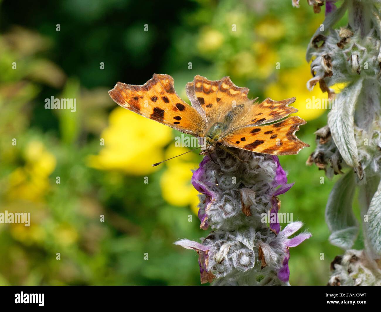Comma butterfly (Polygonia c-album) nectaring from a Lamb’s ear ...