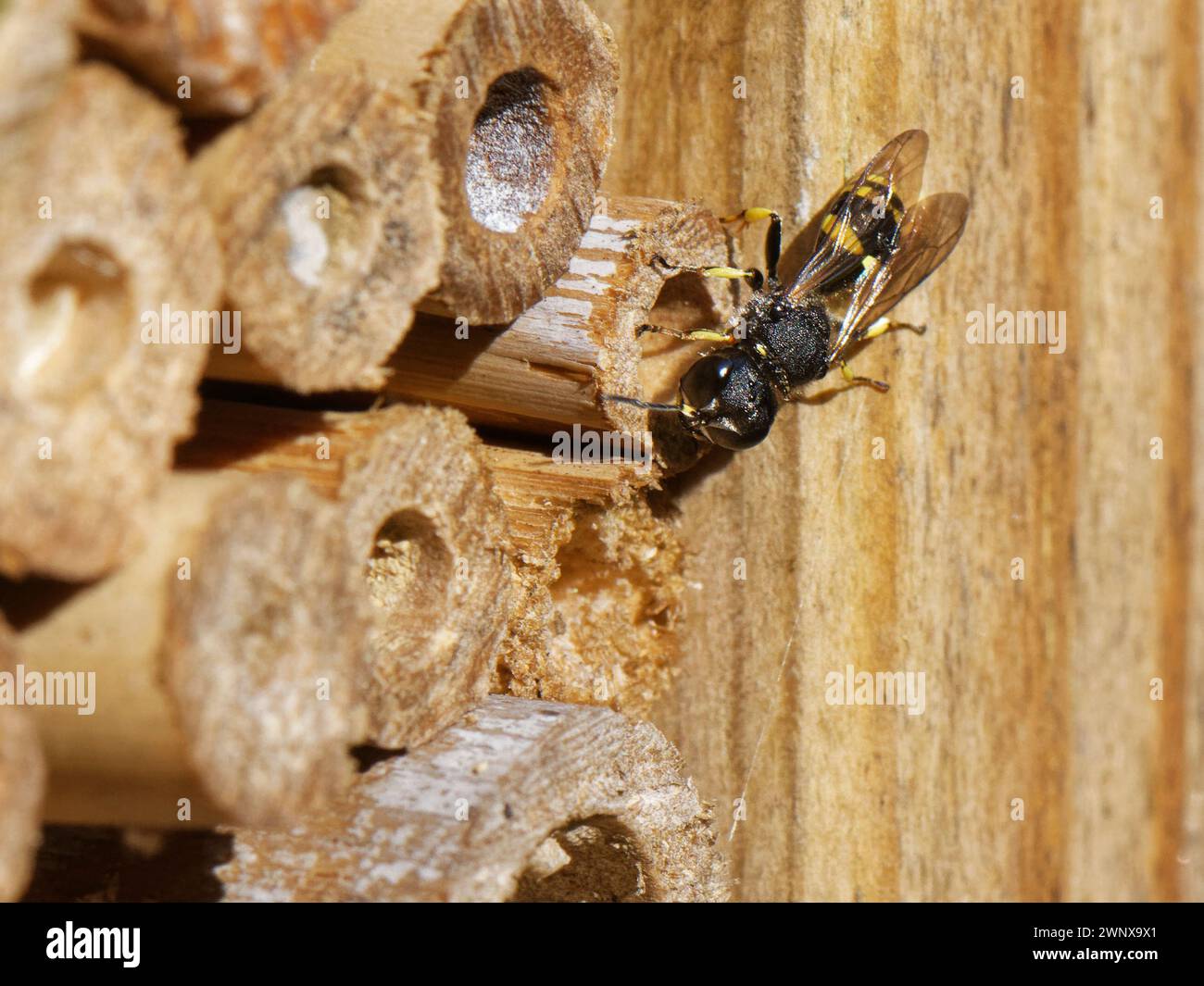 Digger wasp / Sphecid wasp (Ectemnius continuus) seeking a nest site ...