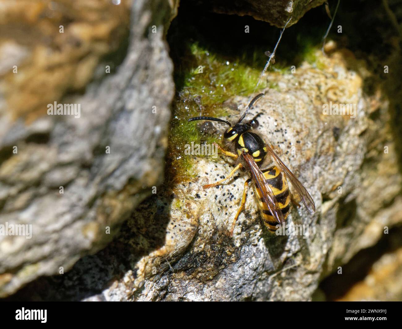 German wasp (Vespula germanica) drinking water overflowing from a ...