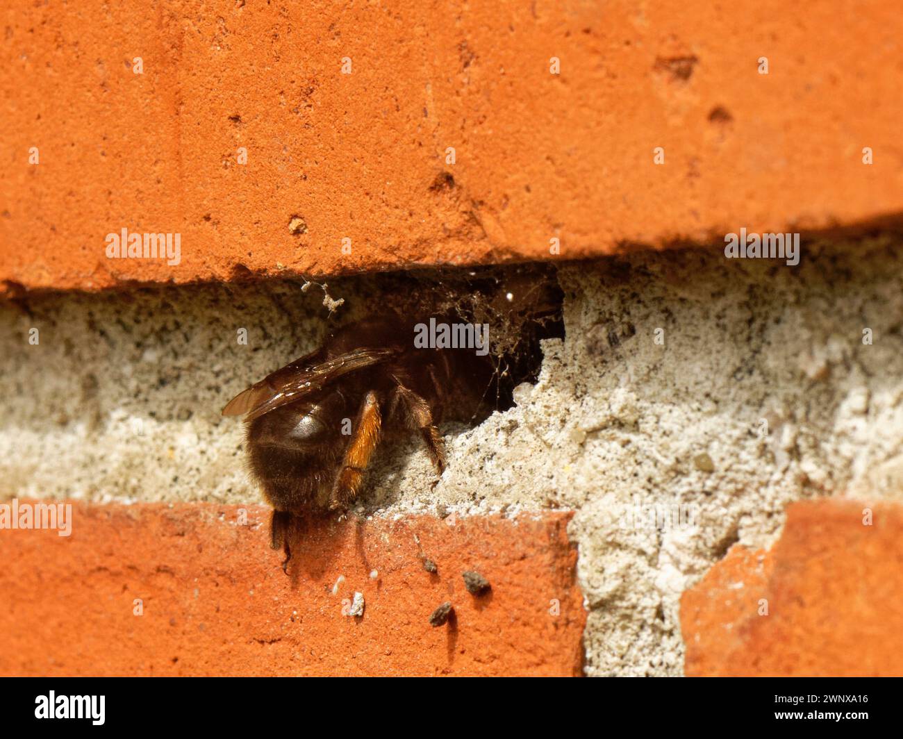 Black mortar bee hi-res stock photography and images - Alamy