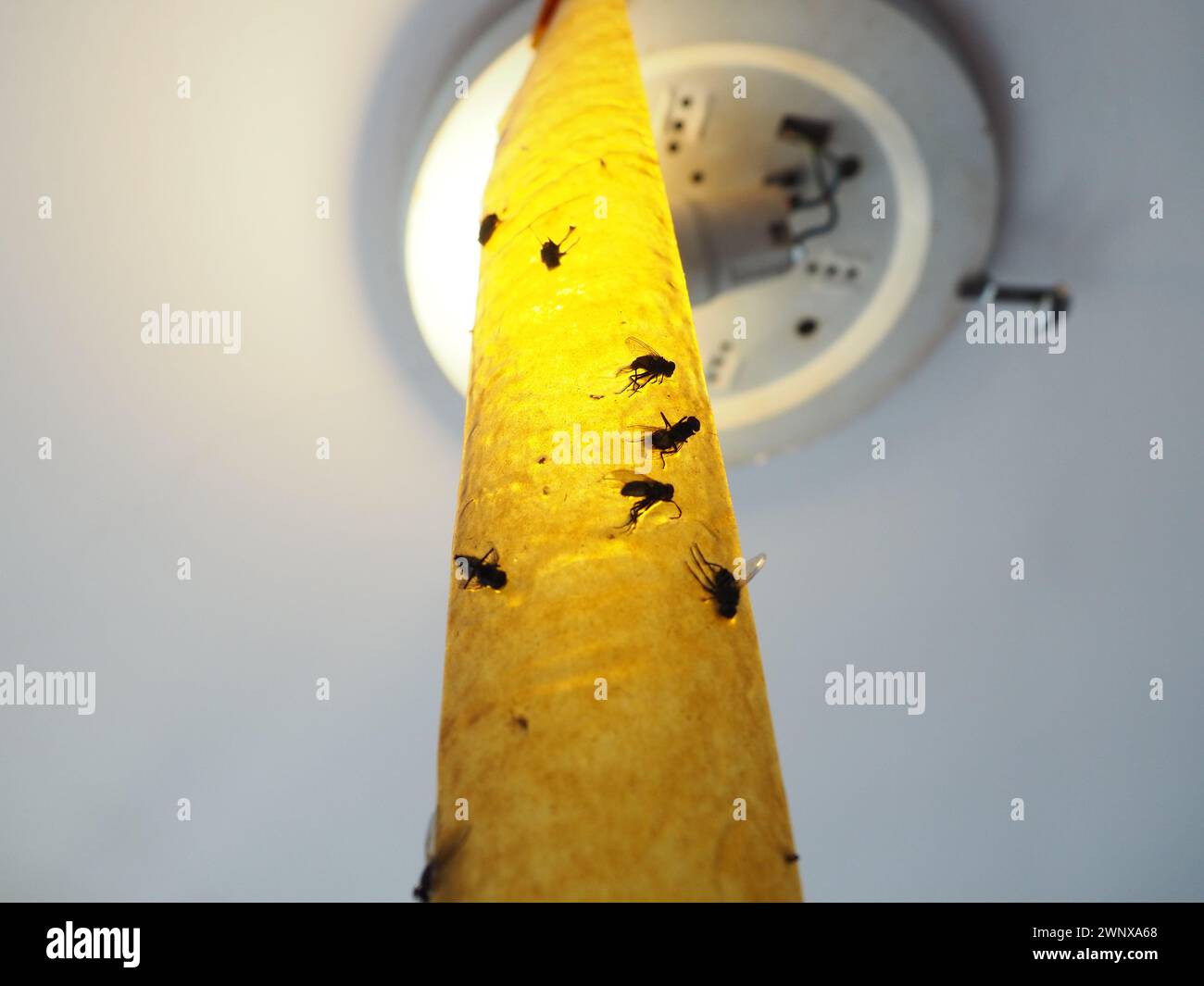 Sticky insecticidal tape for protection against crawling and flying ...