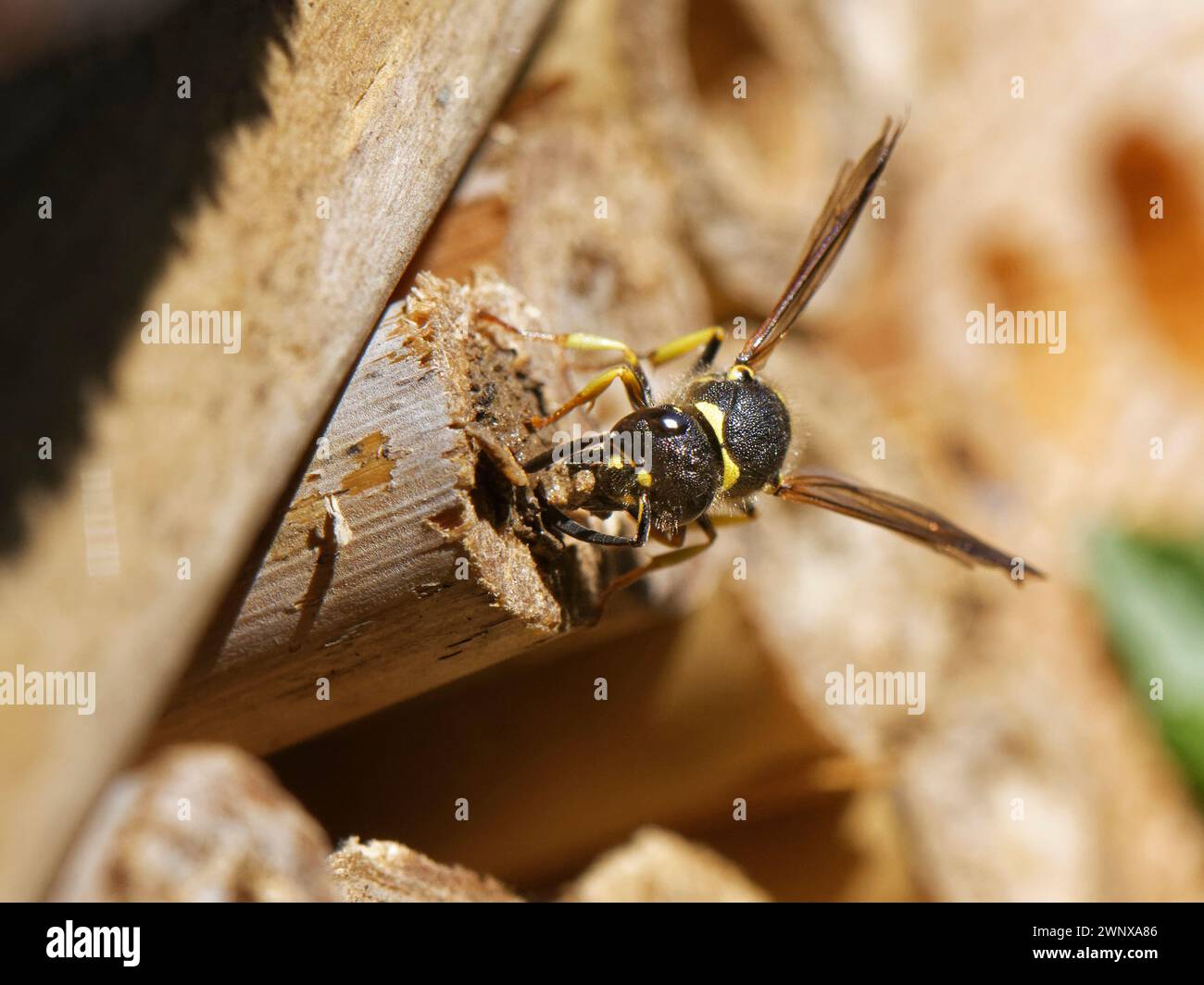 Mason wasp / Potter wasp (Ancistrocerus sp.) sealing its nest hole in ...