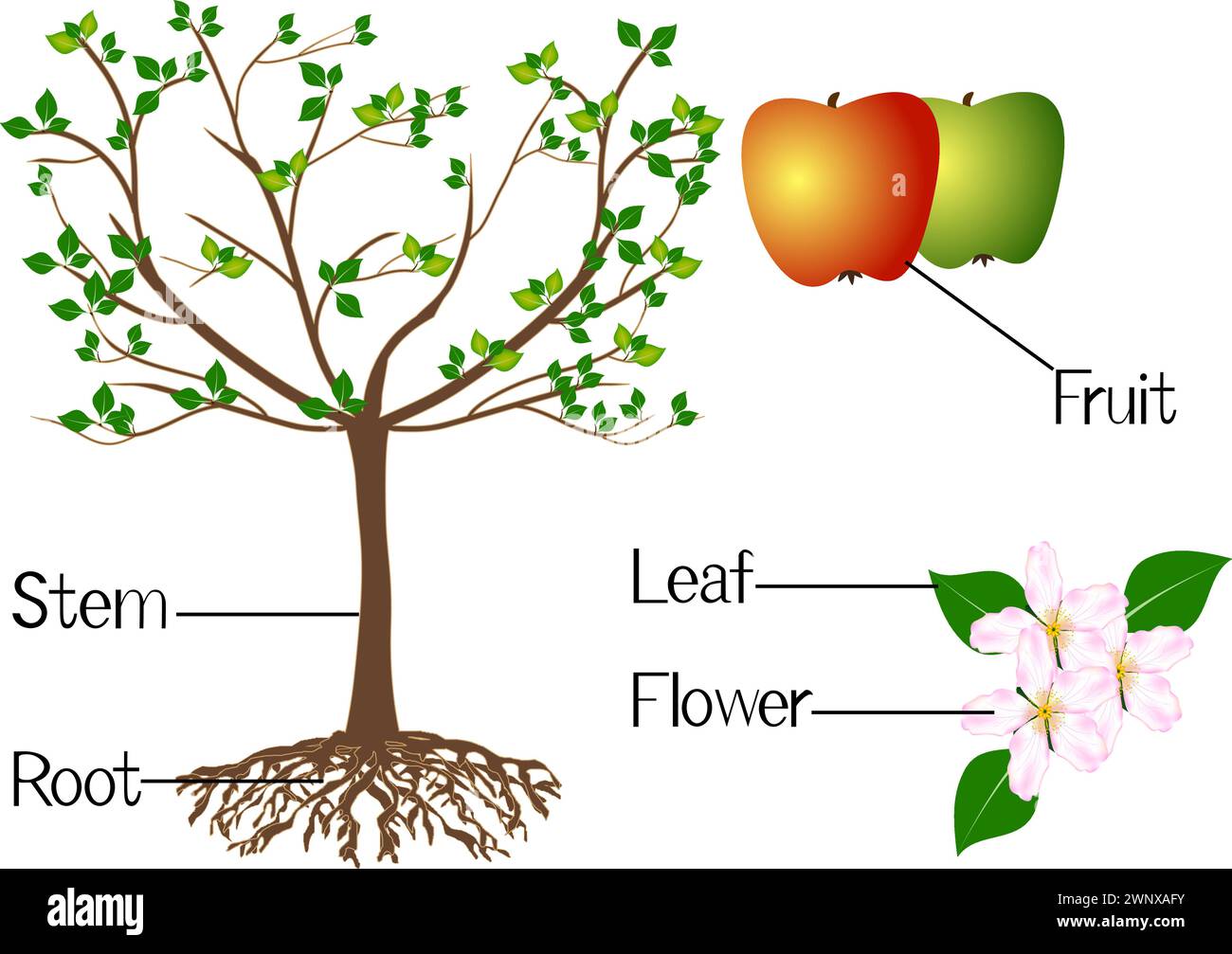 Life cycle of apple tree hi-res stock photography and images - Alamy