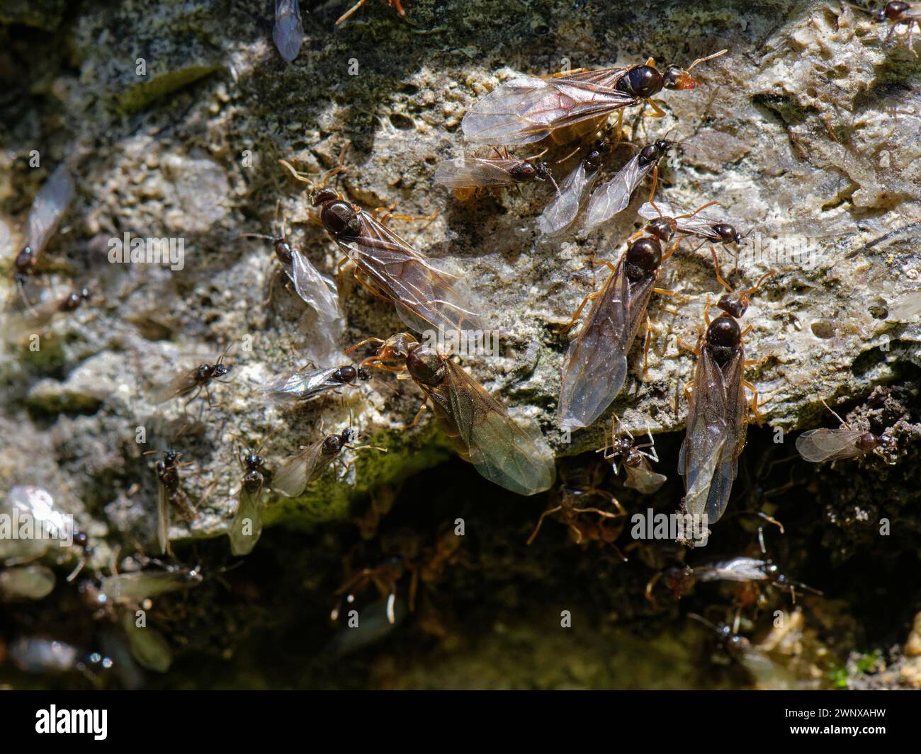 Flying ants hi-res stock photography and images - Alamy