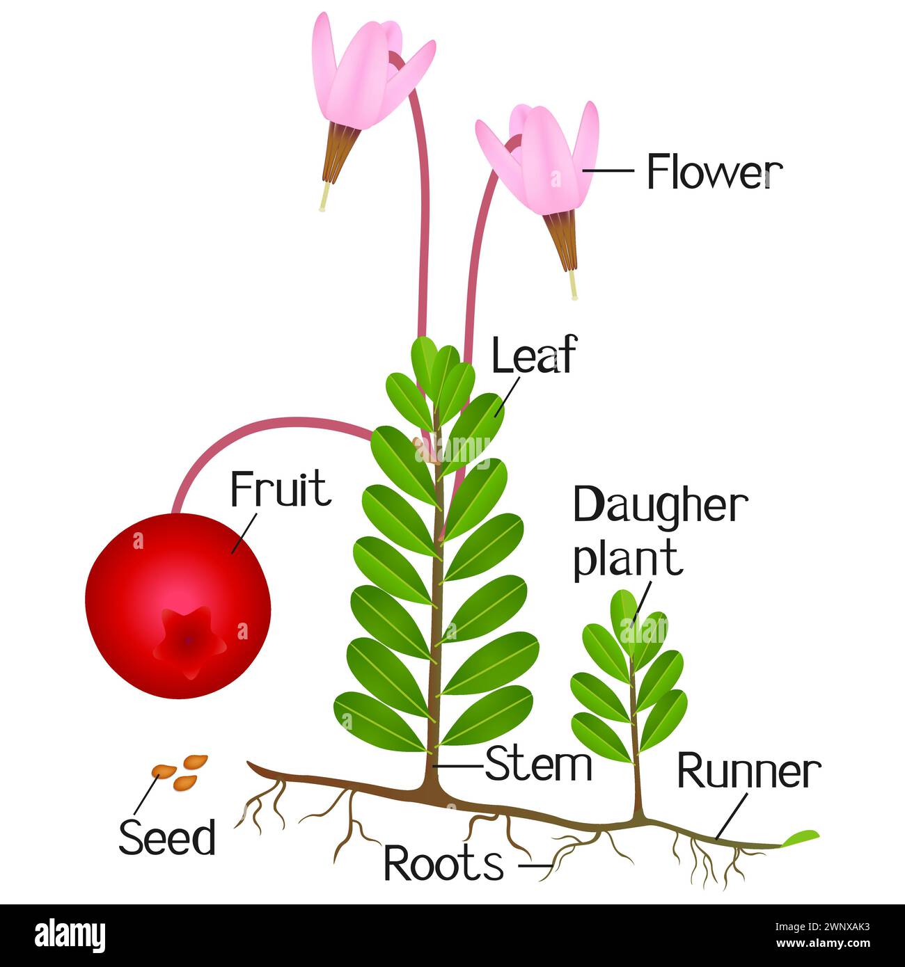 Cranberry flower Stock Vector Images - Alamy