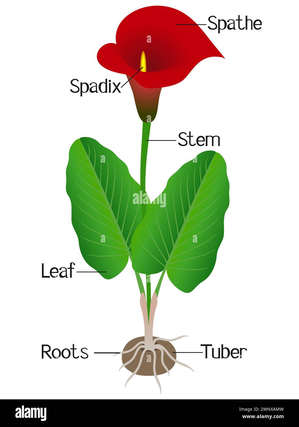 Lily Flower Dissection Labeled