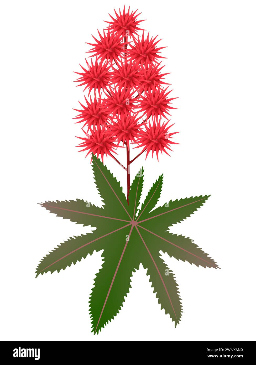 Red castor fruits with leaf isolated on white Stock Vector Image & Art ...