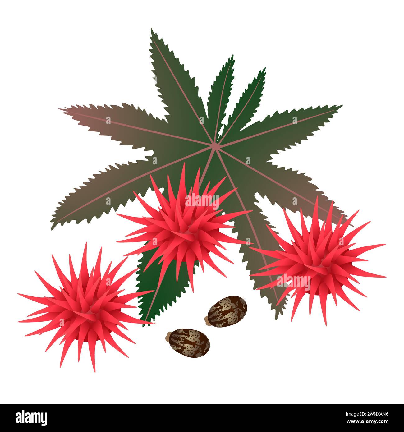 Castor oil fruits Stock Vector Images - Alamy