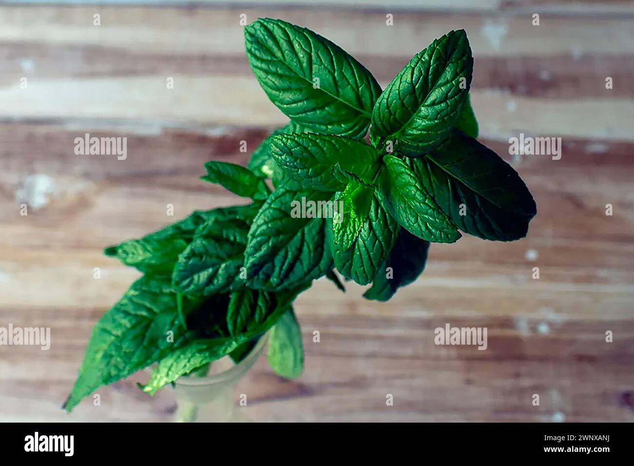 Menta hi-res stock photography and images - Alamy