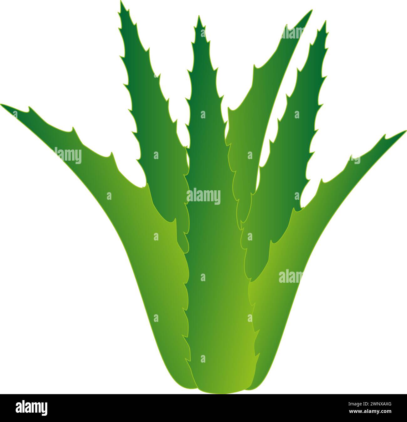 Aloe vera nature ingredient Stock Vector Images - Alamy