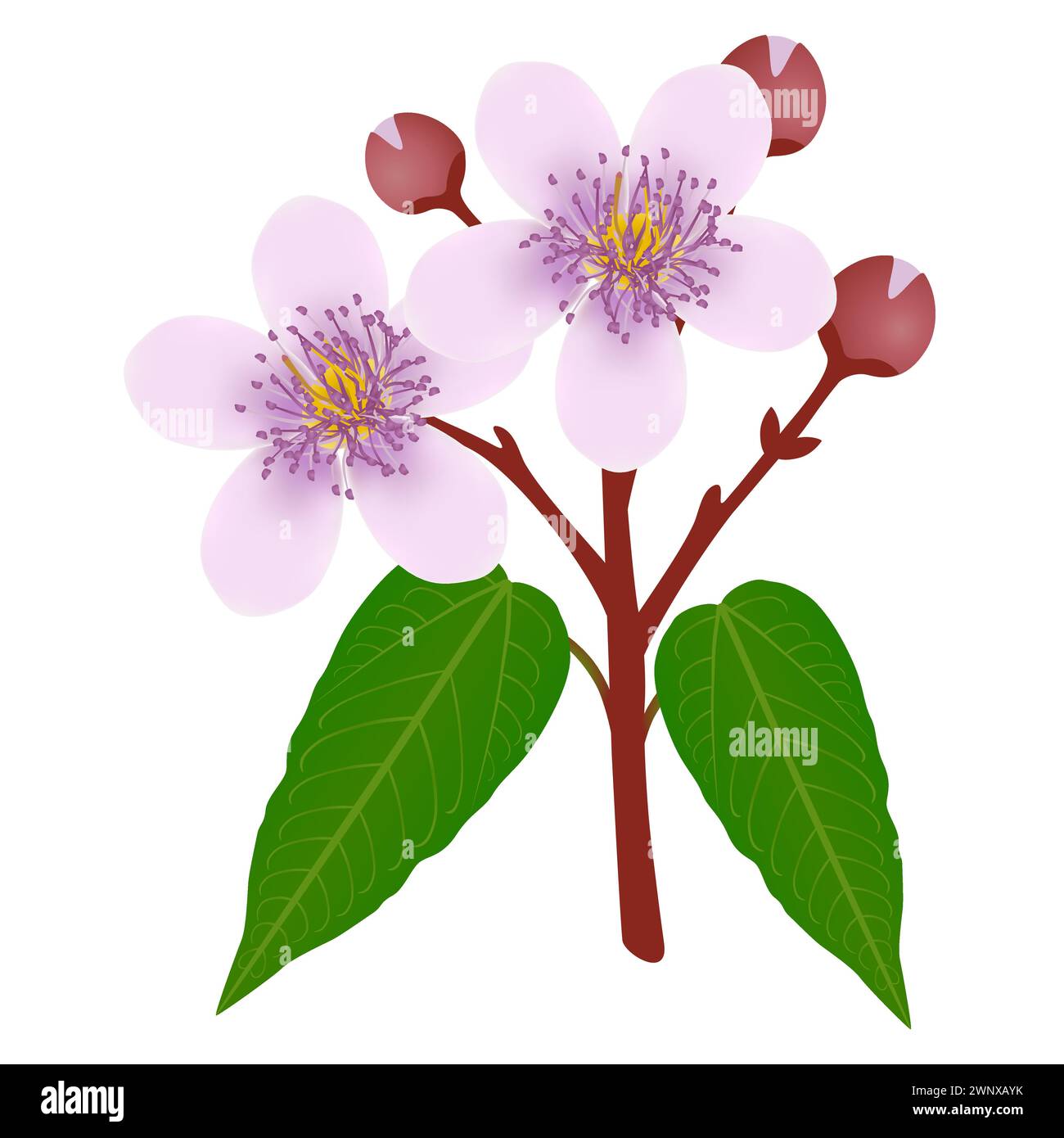 Annatto flowers with leaves isolated on white background Stock Vector ...