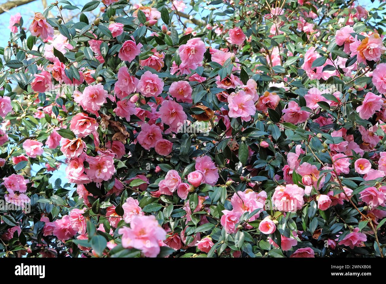 Double pink camellia hi-res stock photography and images - Alamy