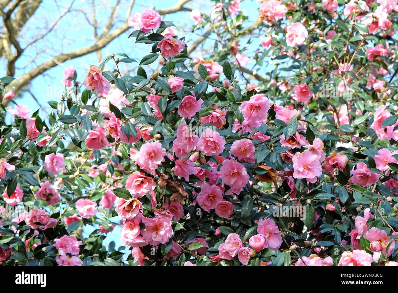 Double pink camellia hi-res stock photography and images - Alamy
