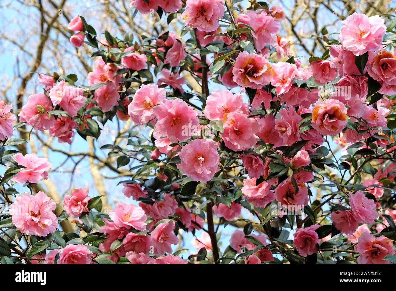 Double pink camellia hi-res stock photography and images - Alamy