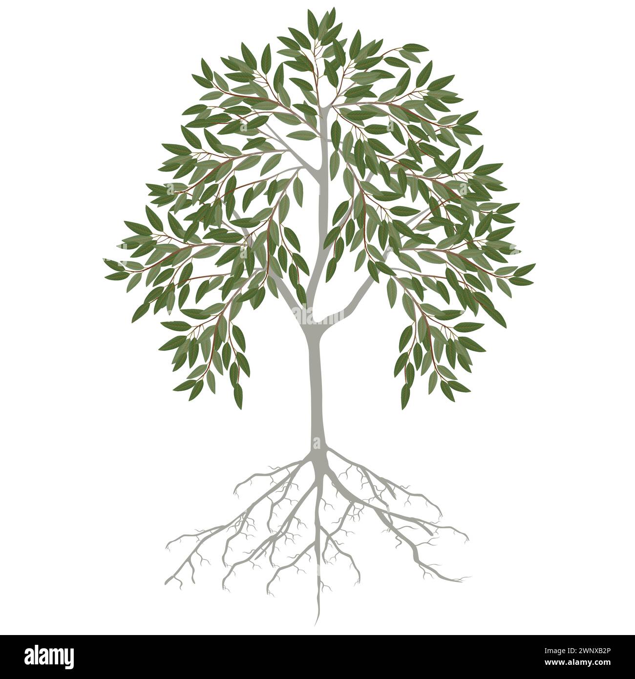 Eucalyptus tree roots Stock Vector Images - Alamy
