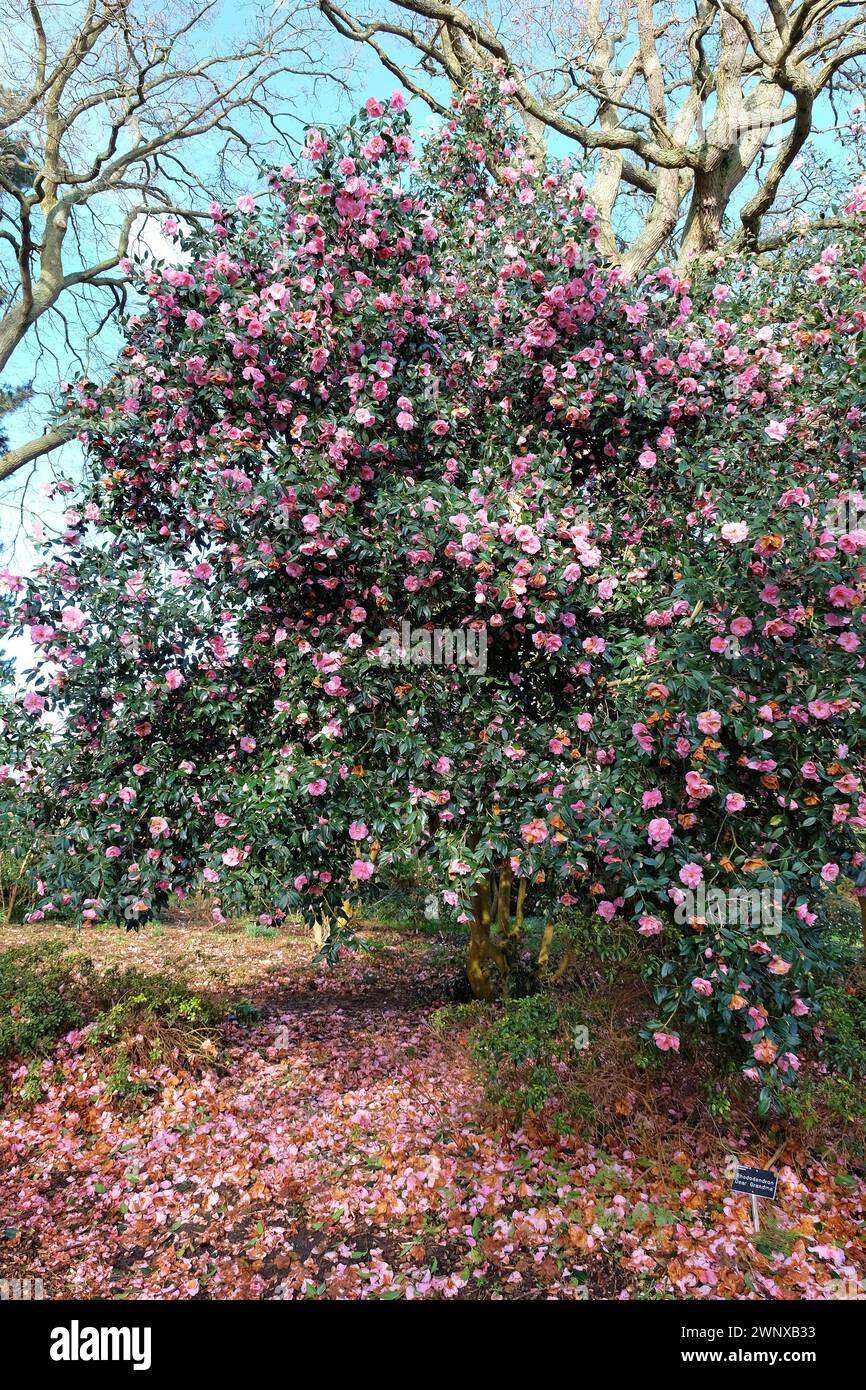 Double pink camellia hi-res stock photography and images - Alamy