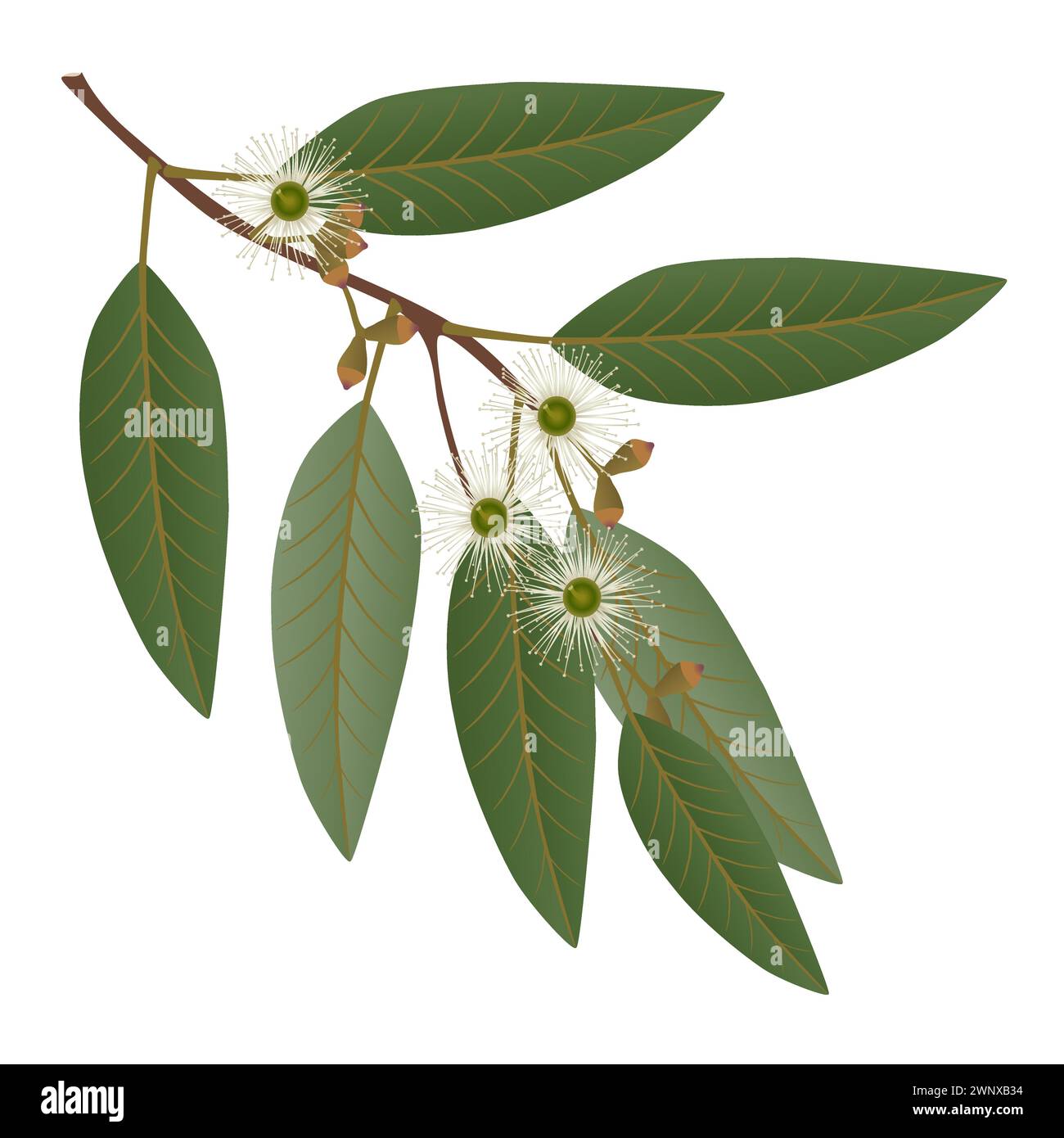 Australian buds Stock Vector Images - Alamy